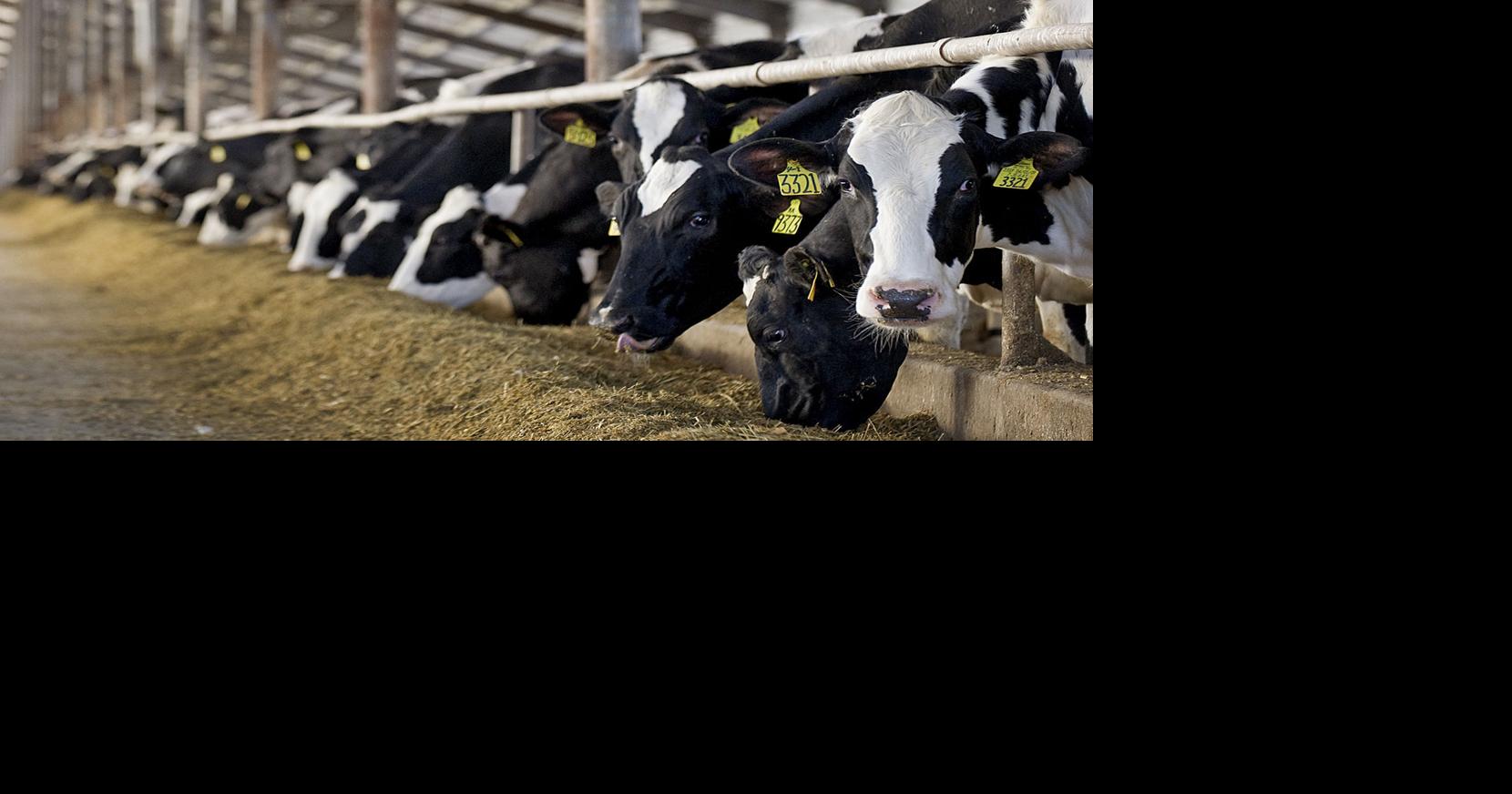 Bird flu detected in Nebraska dairy cattle herd