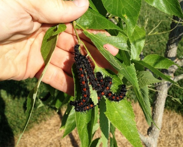 What’s eating my tree?