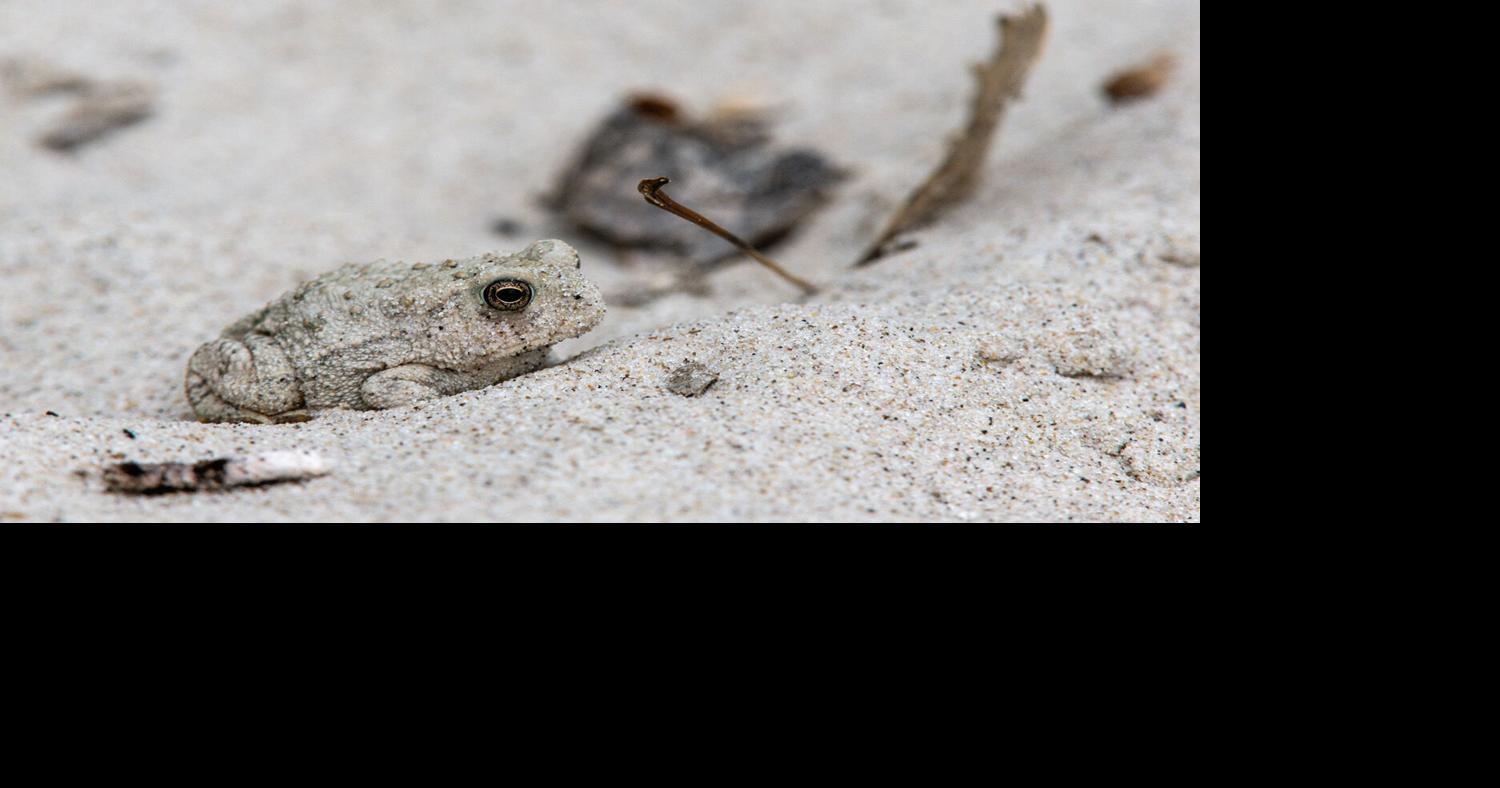 It’s time to listen for Nebraska’s overlooked amphibians