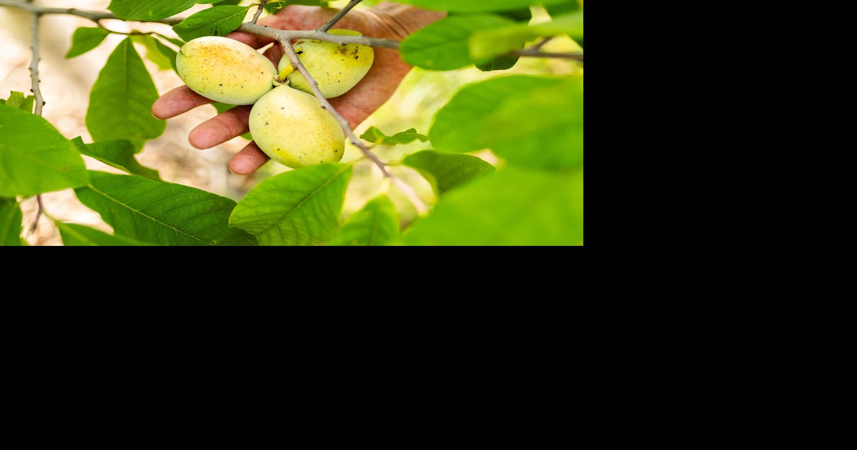 Pickin’ up pawpaws: Meet the Midwestern “tropical” fruit that thrives ...