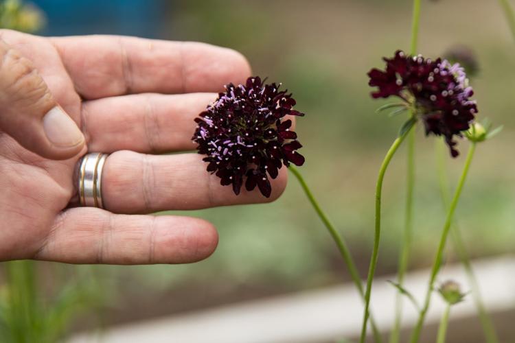 Sarah Browning: Get roses ready for growing season