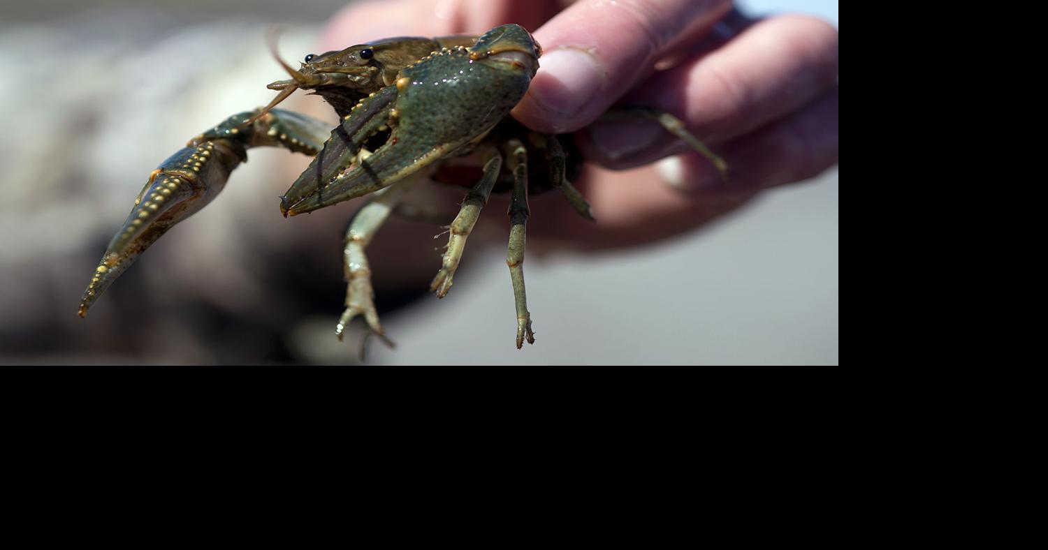 Knowledge of crawfish biology helpful to anglers