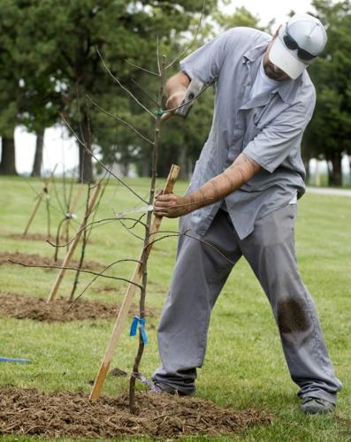 Orchard could bear fruit for prisoners and prison system