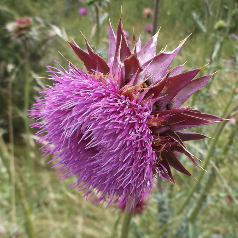 There's a difference between a good thistle and a bad one | Local ...