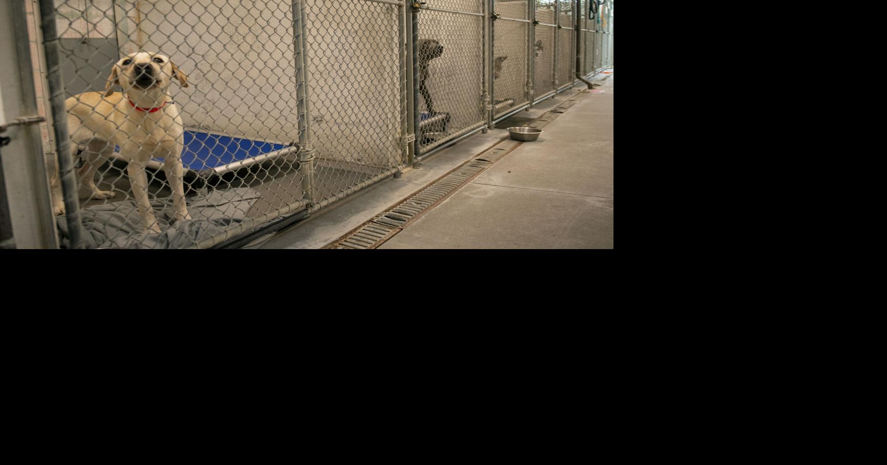 Lincoln's Capital Humane Society offering adoption promotion