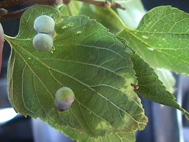 Sarah Browning: Common tree leaf galls