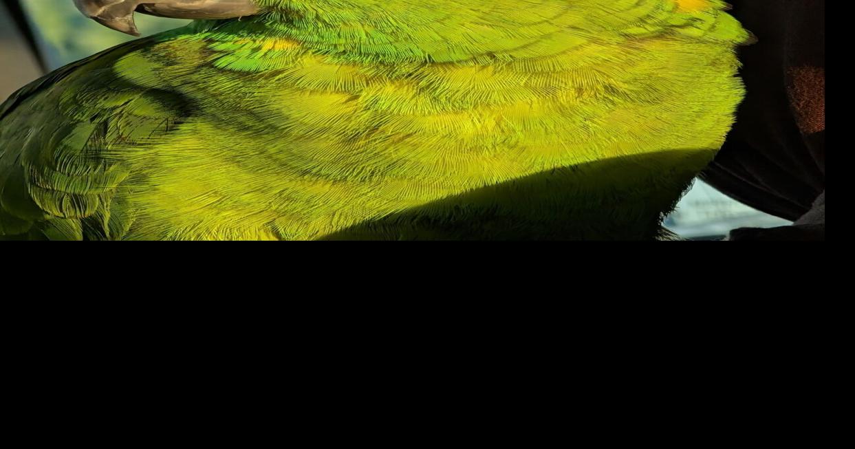 Lost parrot reunited with Lincoln family