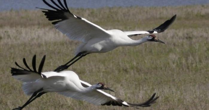 Whooper Watch program wants public to report sightings