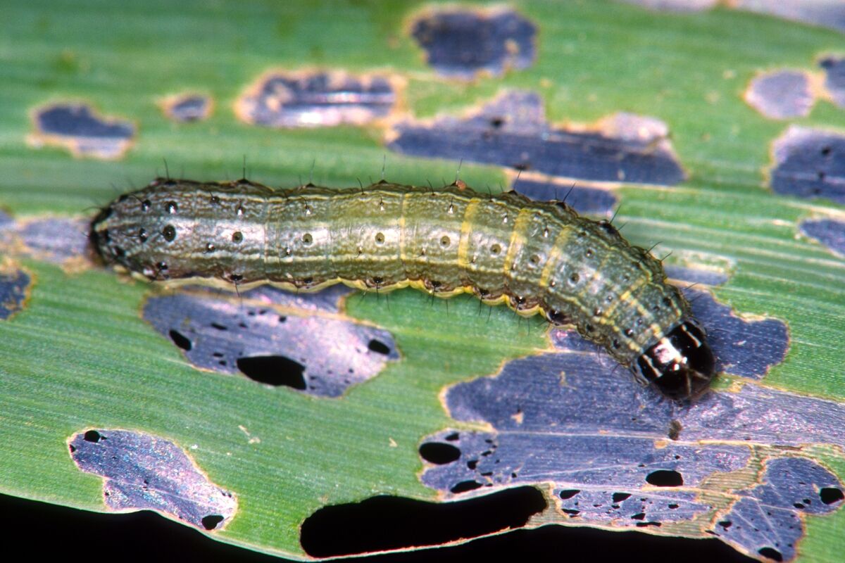 Fall armyworms return to Nebraska in droves, posing threats to lawns, crops