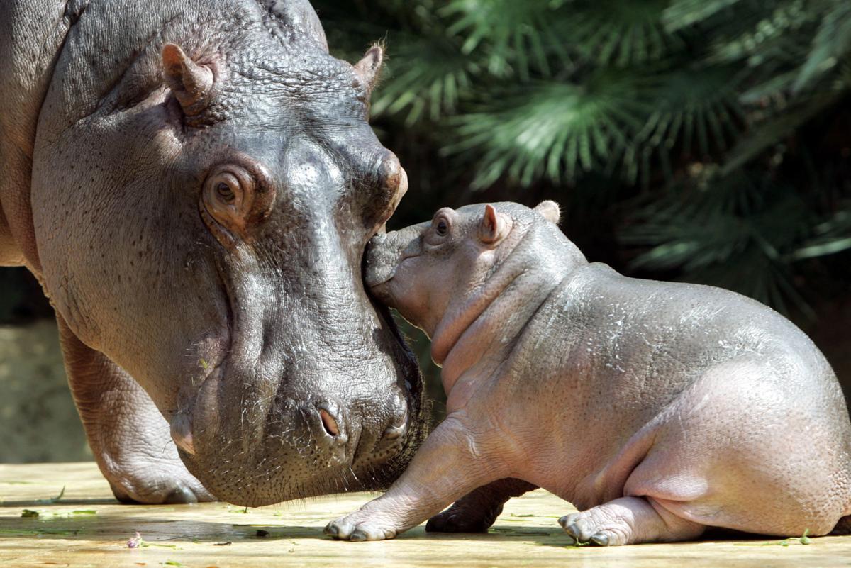 21 photos of baby hippos to celebrate National Hippo Day