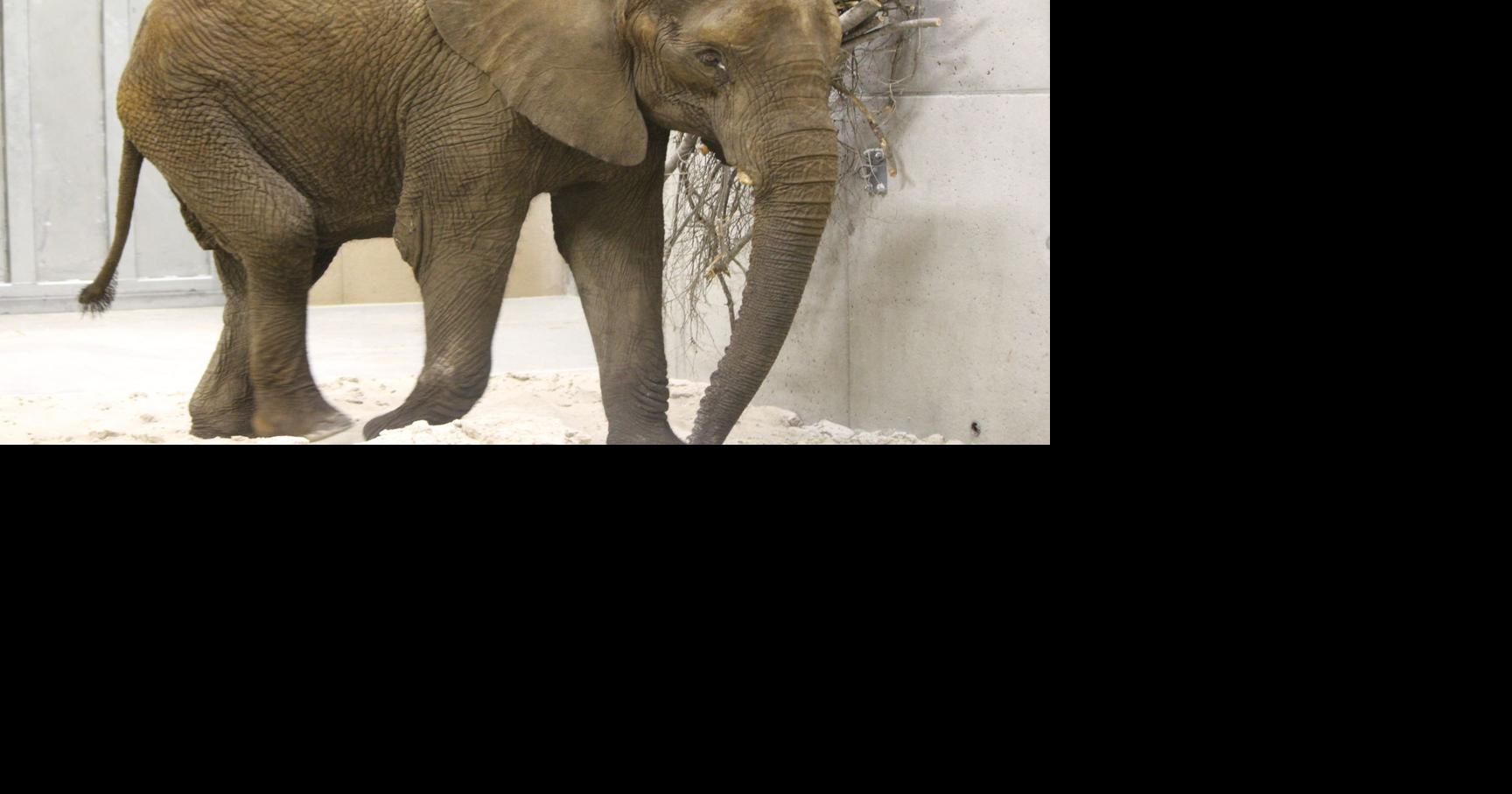 Elephants arrive 'thin' but safe and sound to Omaha