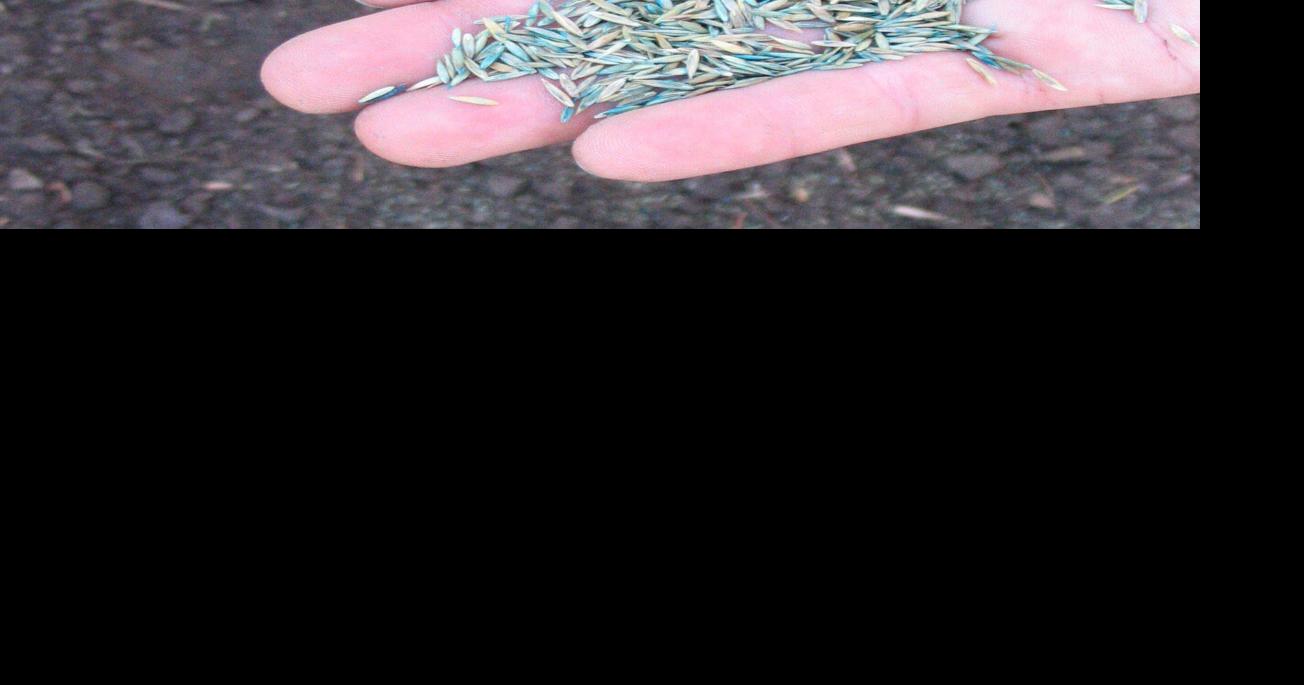 Sarah Browning: Dormant seeding a head start on next year