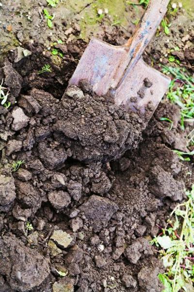 Diggin’ it: Let’s celebrate our soil