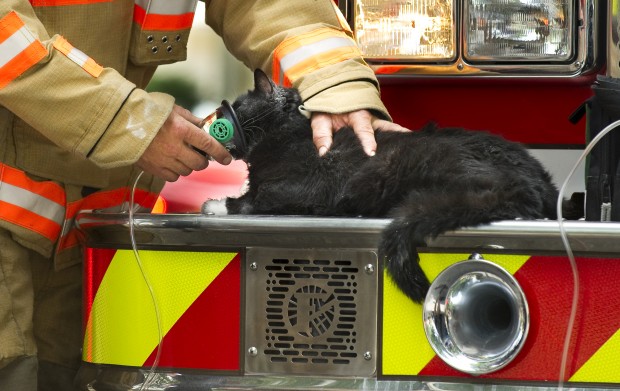 Cats saved from fire started by unattended candles