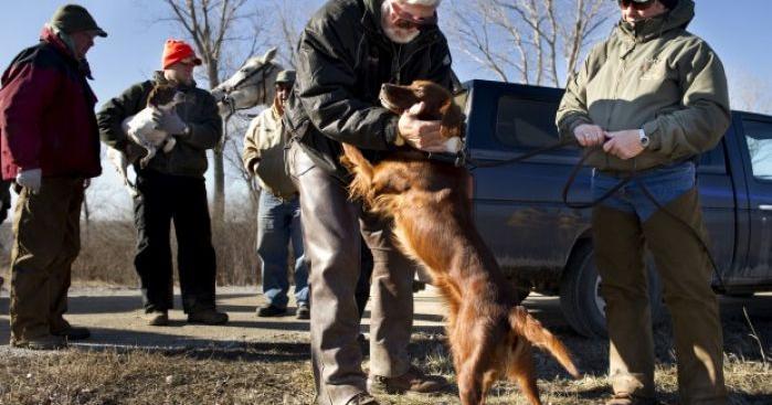 Gallery: AKC Pointing Breed Gun Dog Championships