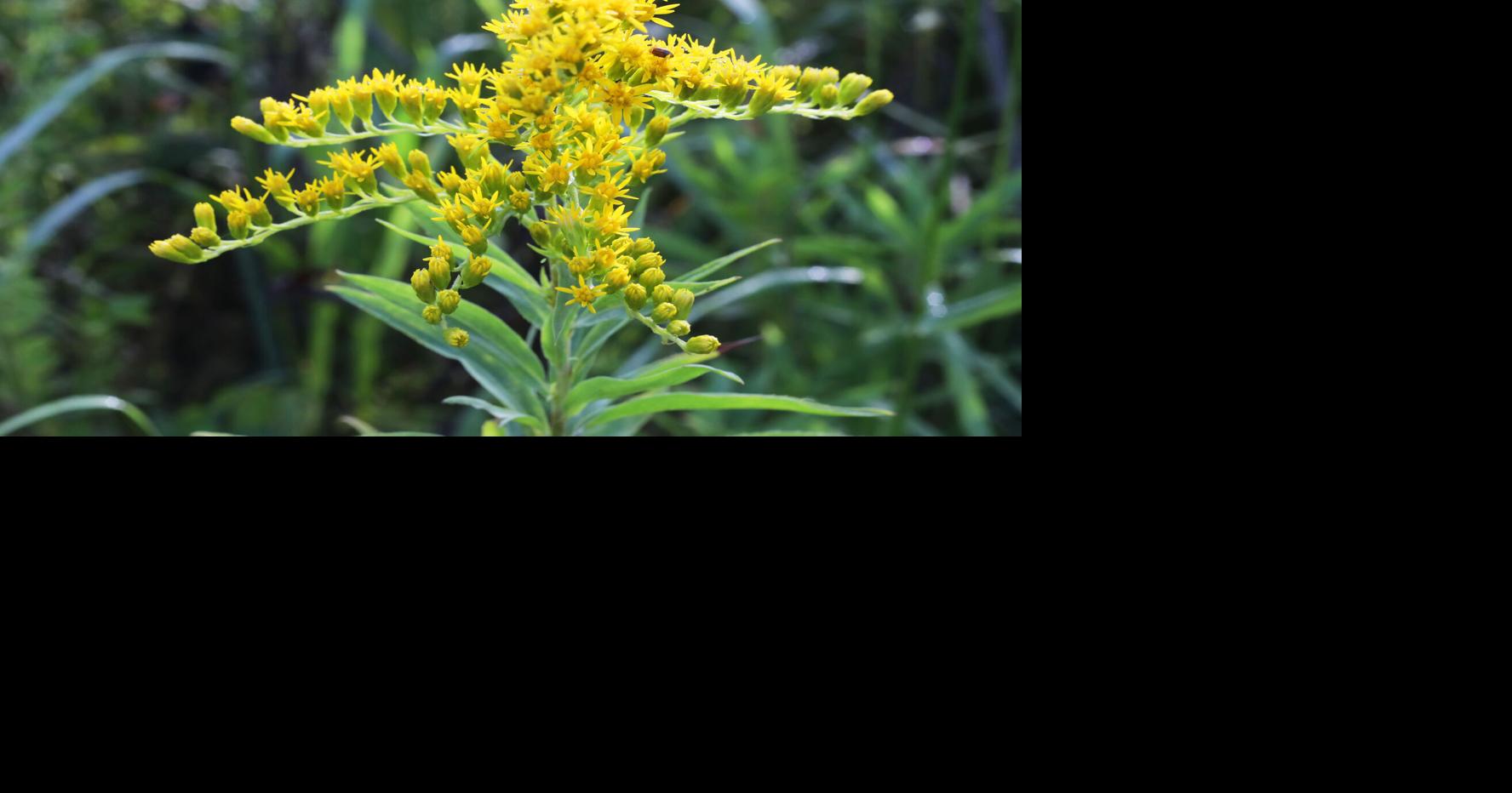 Letter: 'Worthless' weeds are native