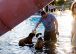 Photos: Dog Splash, 8/11/2013