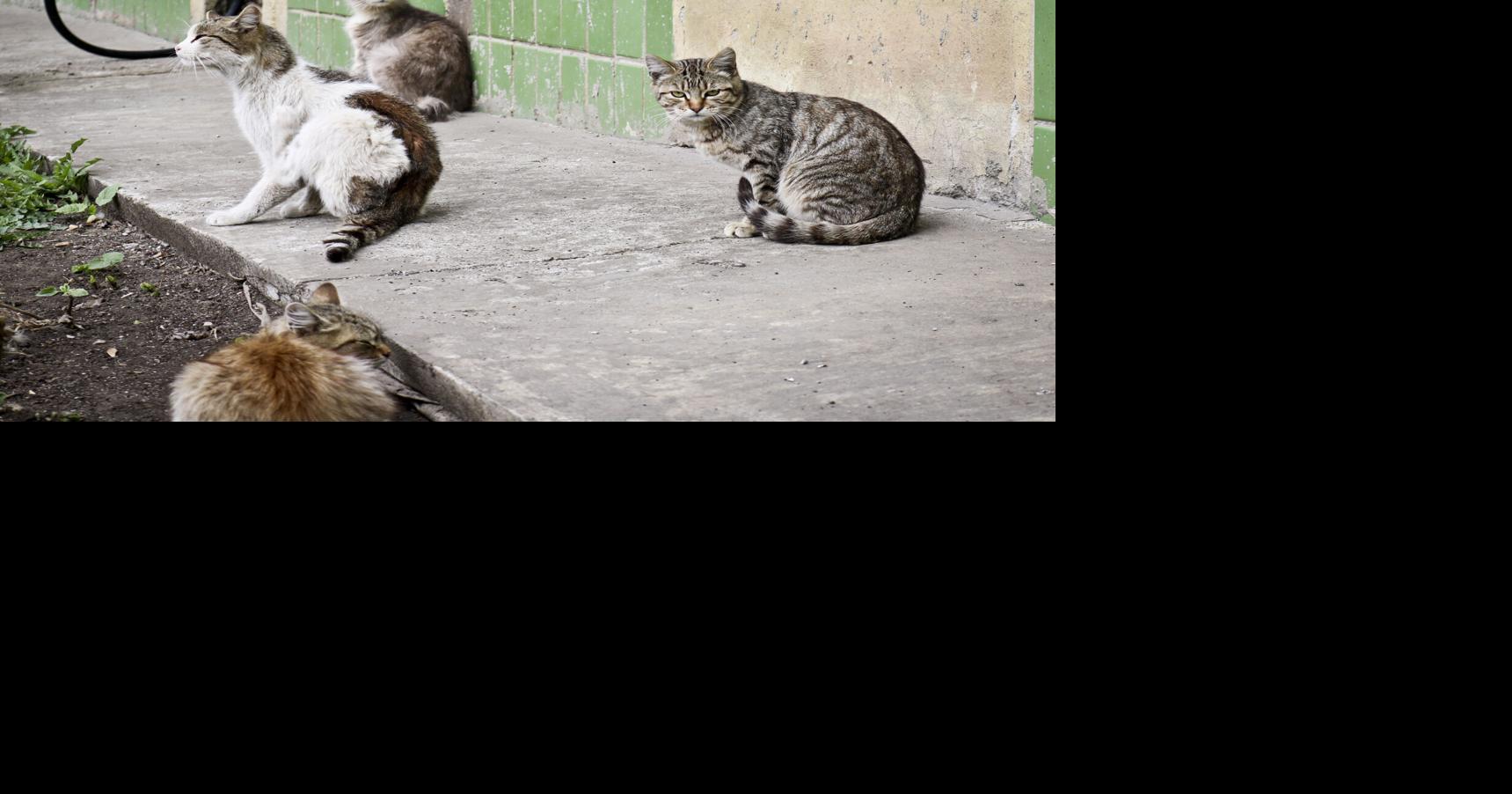 Lincoln woman with cat hoarding history surrenders more cats