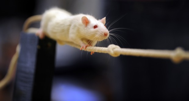 Positive reinforcement leads to a record-setting rat