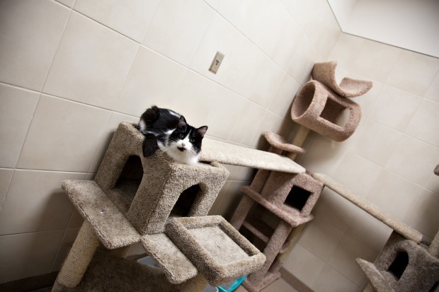 Sanctuary for Strays