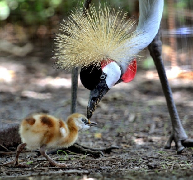 Crowned cranes hatch for first time in Lincoln zoo history | Nebraska ...