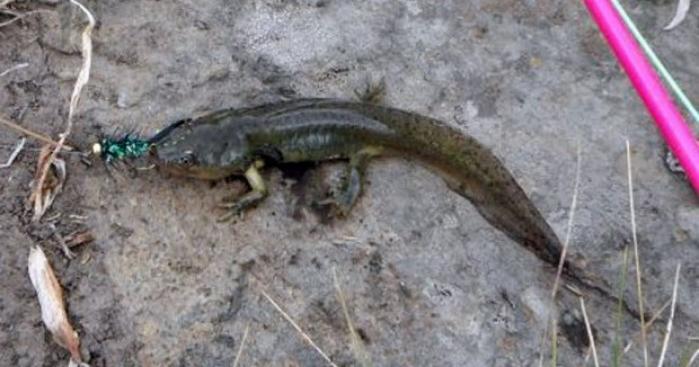 Larval salamanders make great bait for predator fish