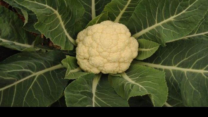 Tips for growing broccoli and cauliflower | Home & Garden | journalstar.com