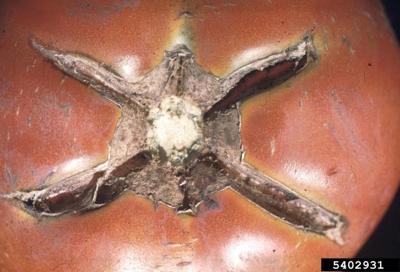 Sarah Browning: Keep your BLT safe from BER and other tomato traumas