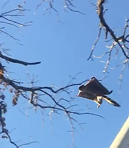 Flying squirrels are landing in Lincoln