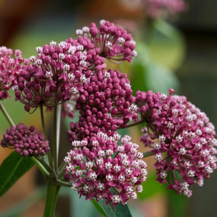 Sarah Browning: Apples, pears flourish in Nebraska