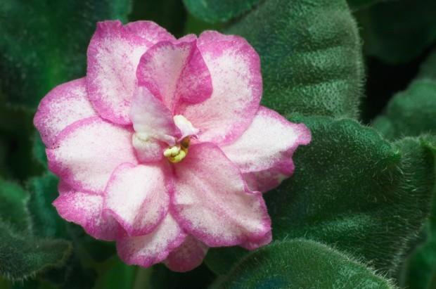 Tips on raising African violets through the winter