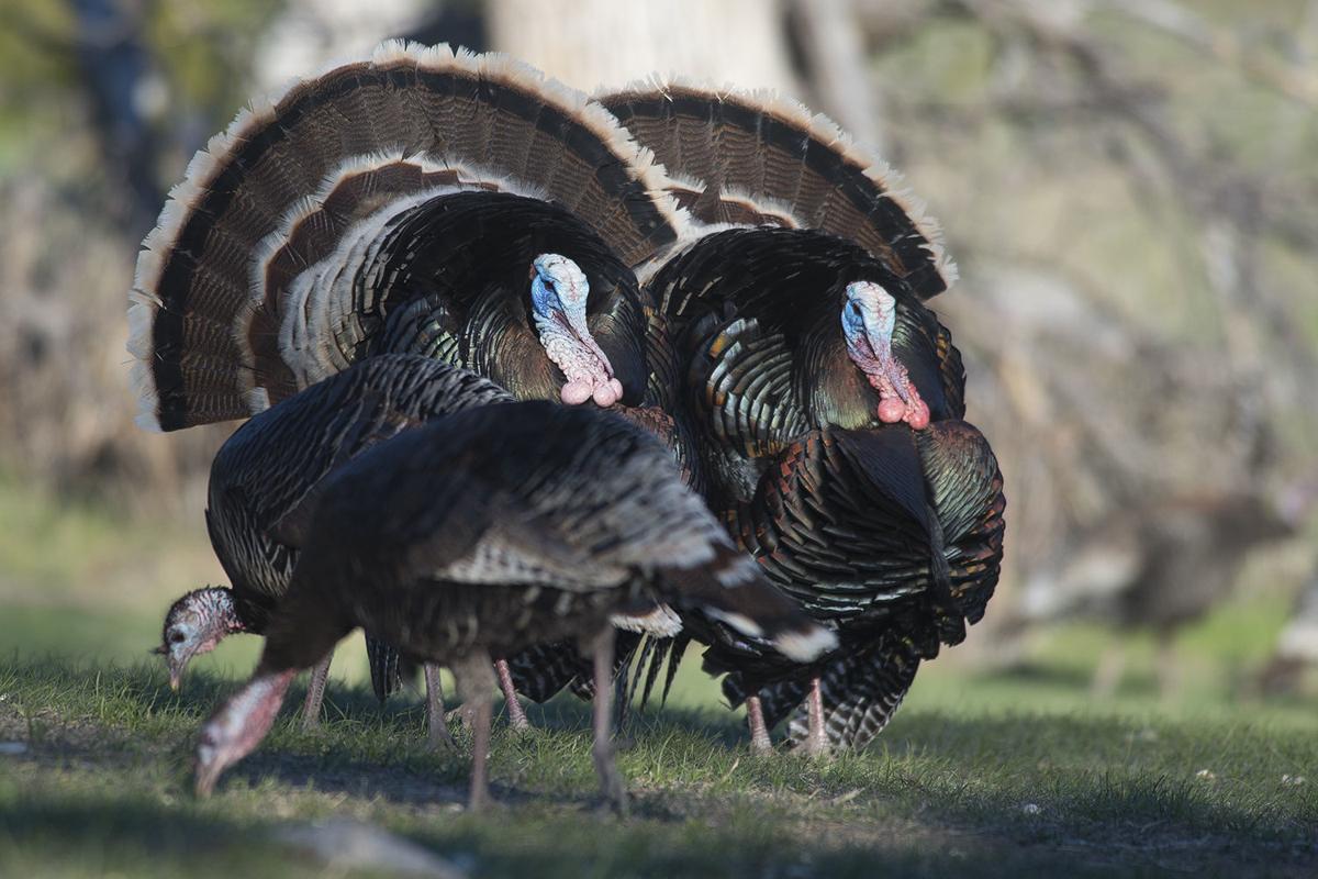 Iowa egg, turkey farms to lose 5 million birds to bird flu