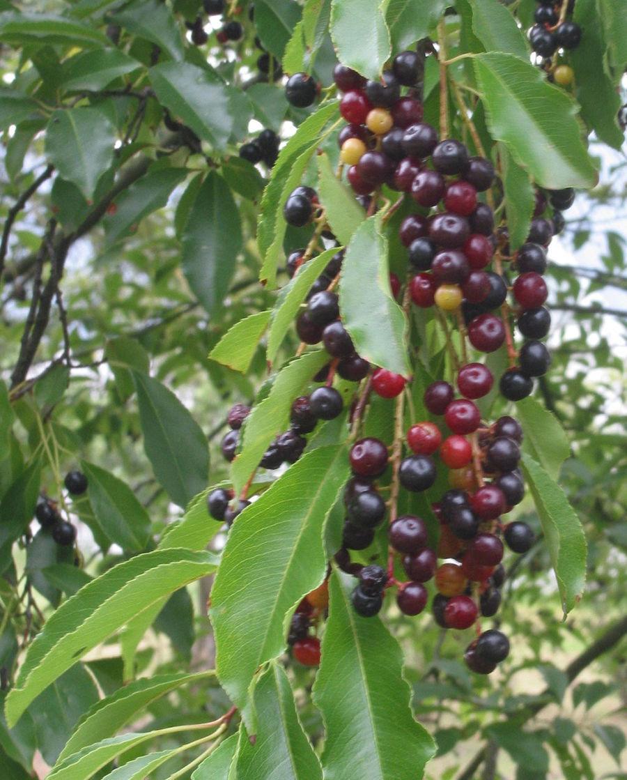 Sarah Browning: Apples, pears flourish in Nebraska