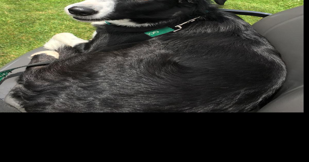 ‘A sad story’ — Why Bogey the border collie is missing from Holmes Golf ...