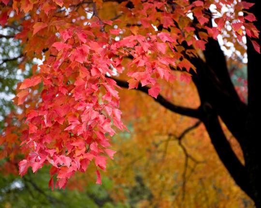 Photos: Fall colors in Nebraska