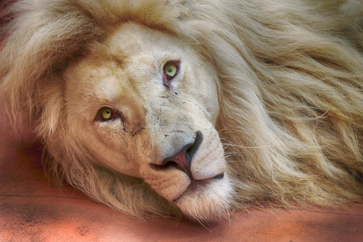 Photos: These mutant lion cubs are becoming fast favorites | Pets ...