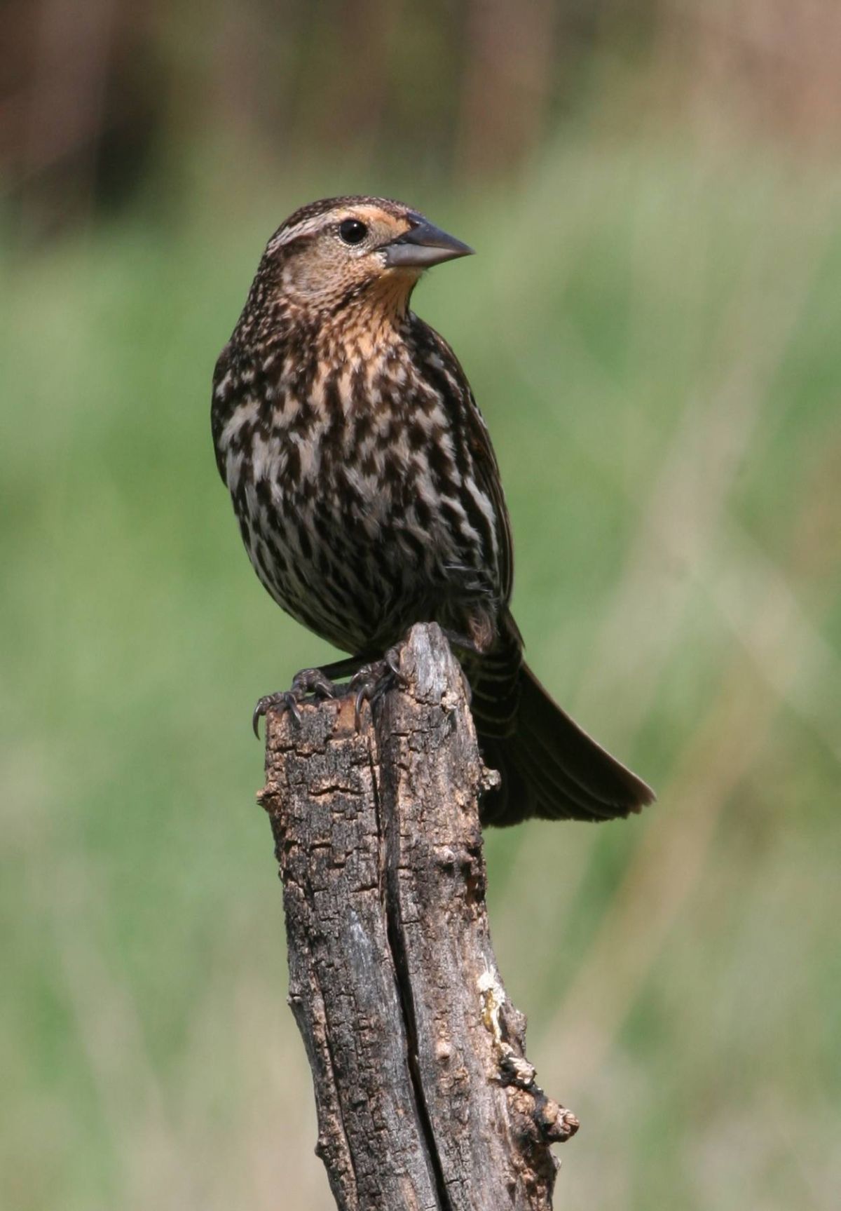 Secret Lives Of The Red winged Blackbird Outdoors Journalstar Secret Lives Of The Red winged Blackbird Outdoors Journalstar
