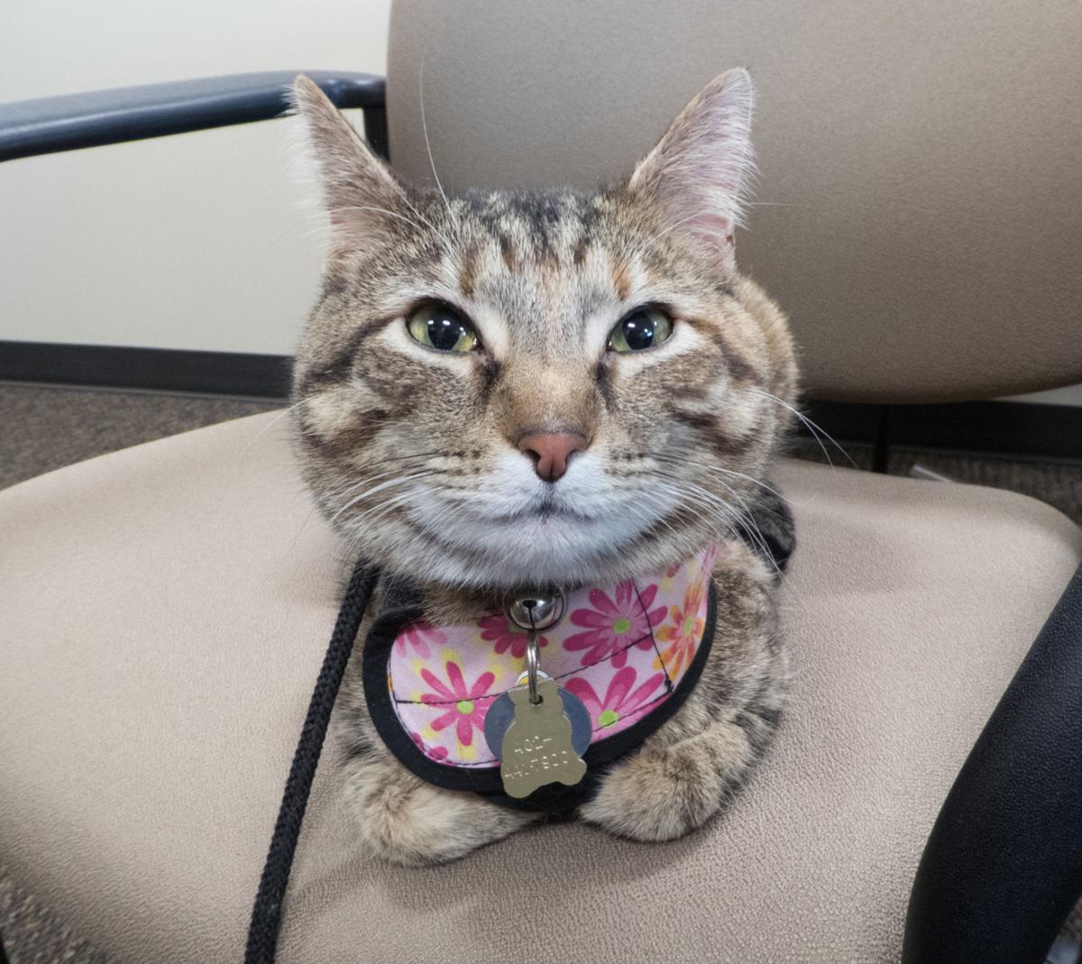 Cats finding success participating in therapy program