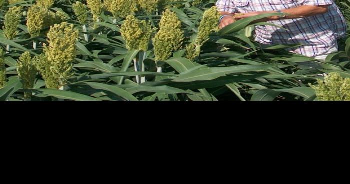 Mighty milo mighty scarce in drought year