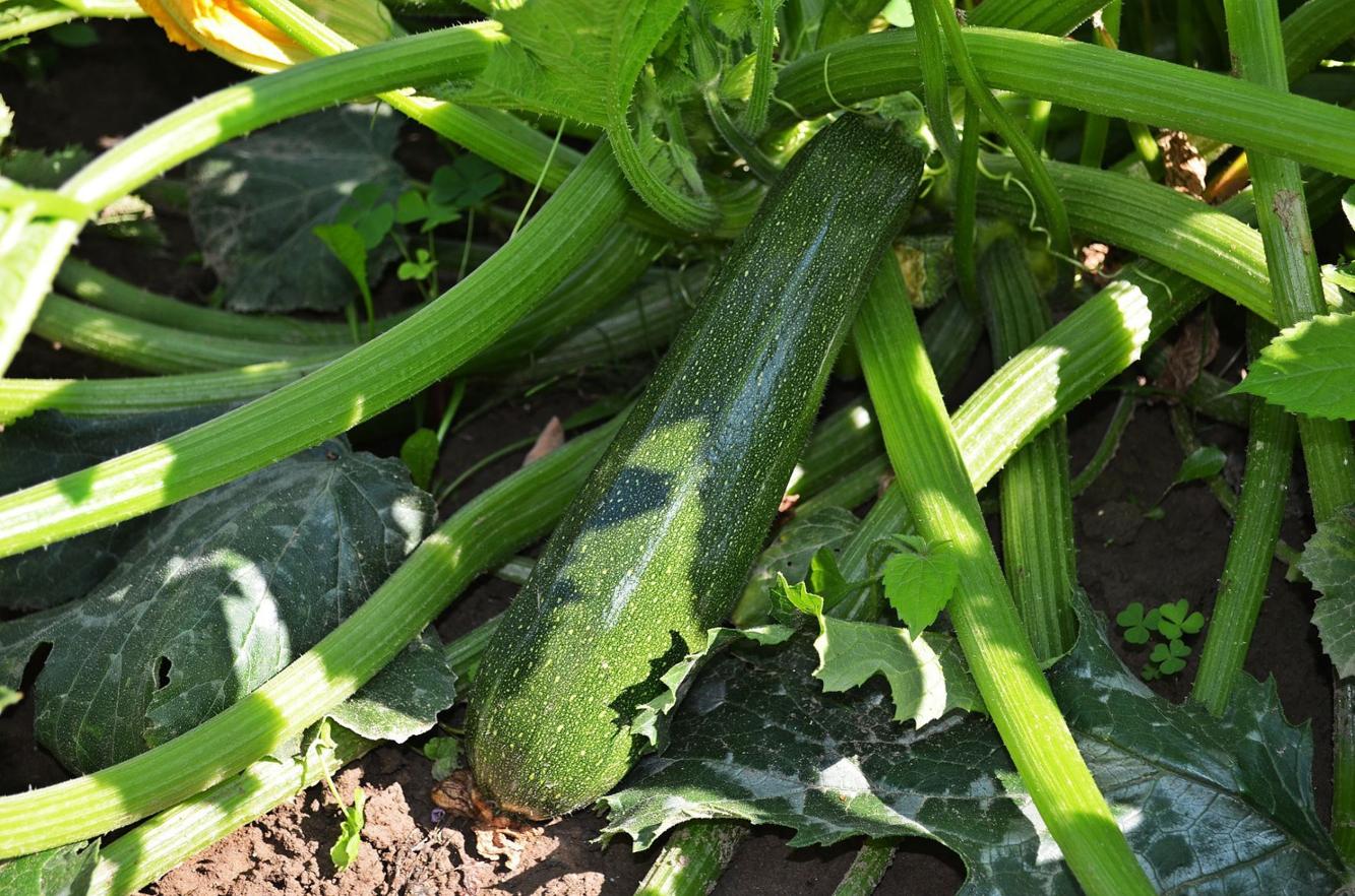 Sarah Browning: Defense mechanism makes cukes bitter