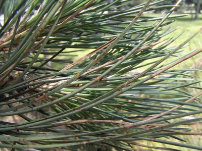 Sarah Browning: Tips for reducing Dothistroma's impact on pine trees
