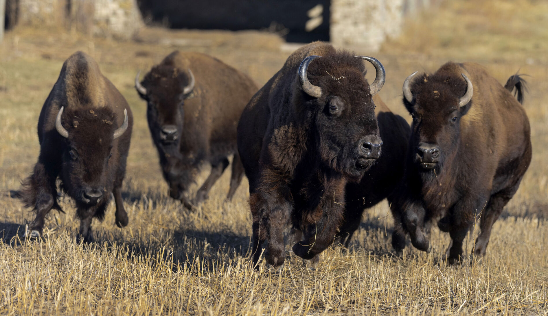 Pioneers Park Nature Center adds Patty the American bison