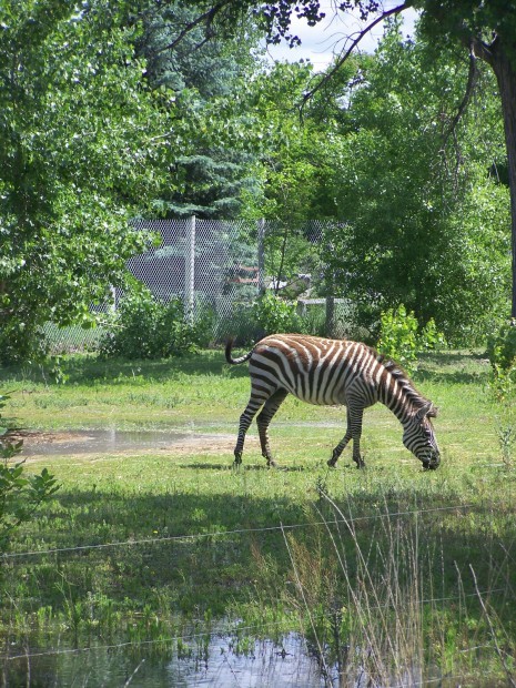 Scottsbluff zoo flooded after thunderstorm | Nebraska News ...
