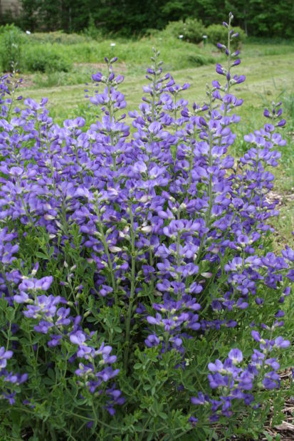 Arboretum encourages use of Nebraska plants in landscaping | Home ...