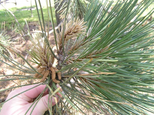 Sarah Browning: Opening pine buds signal time to control Diplodia Tip ...