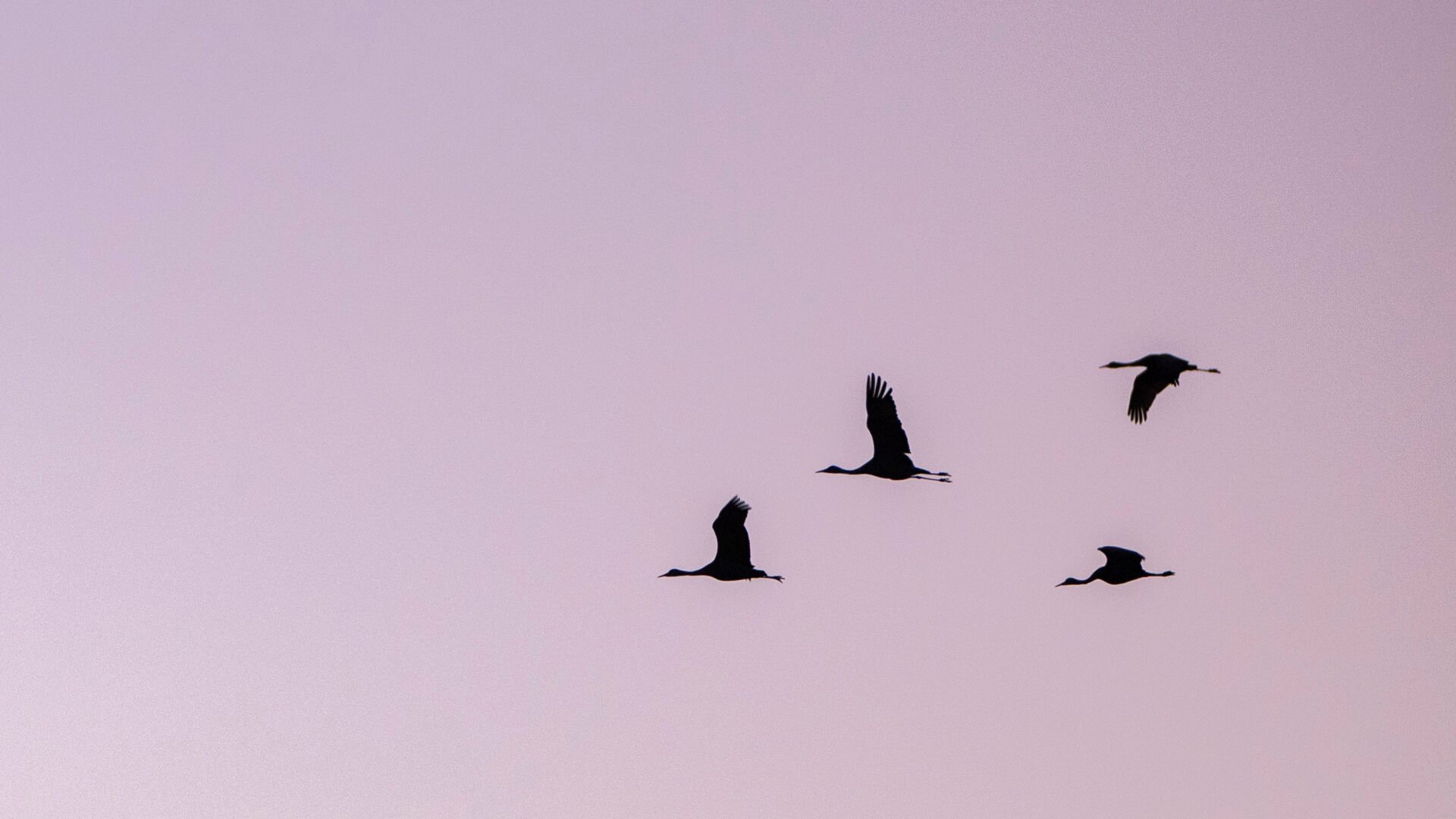 Photos: Nebraska's 2024 sandhill crane migration