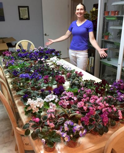 African Violet Society sale Feb. 14