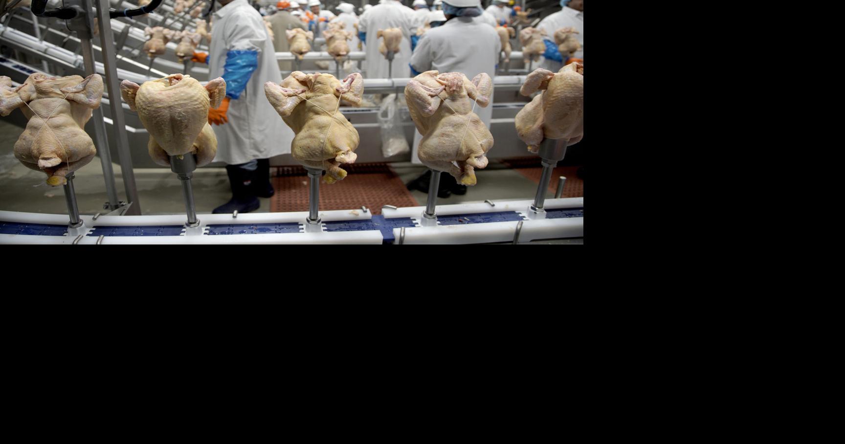 Costco chicken supplier salmonella ratings raise concerns