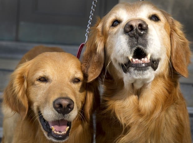 On the road to deliver joy, love, hope to Boston