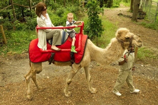 Photos: Camel rides at the Zoo